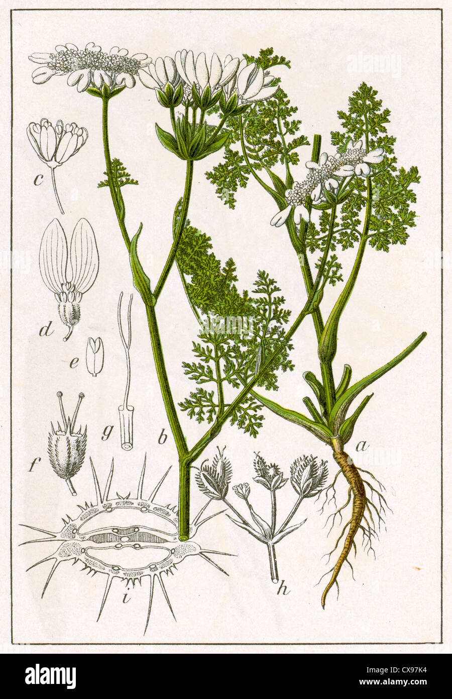 1 orlaya grandiflora hi-res stock photography and images - Alamy