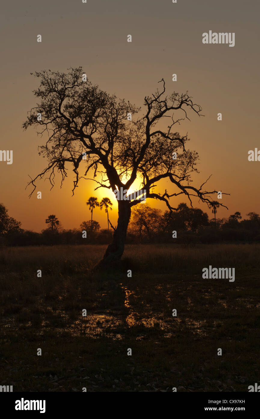 African sunset tree hi-res stock photography and images - Alamy