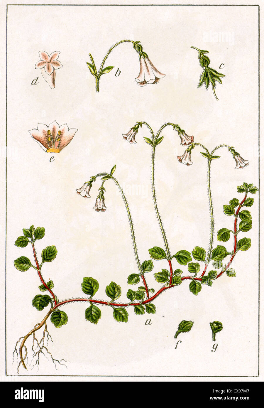 L borealis subsp borealis hi-res stock photography and images - Alamy