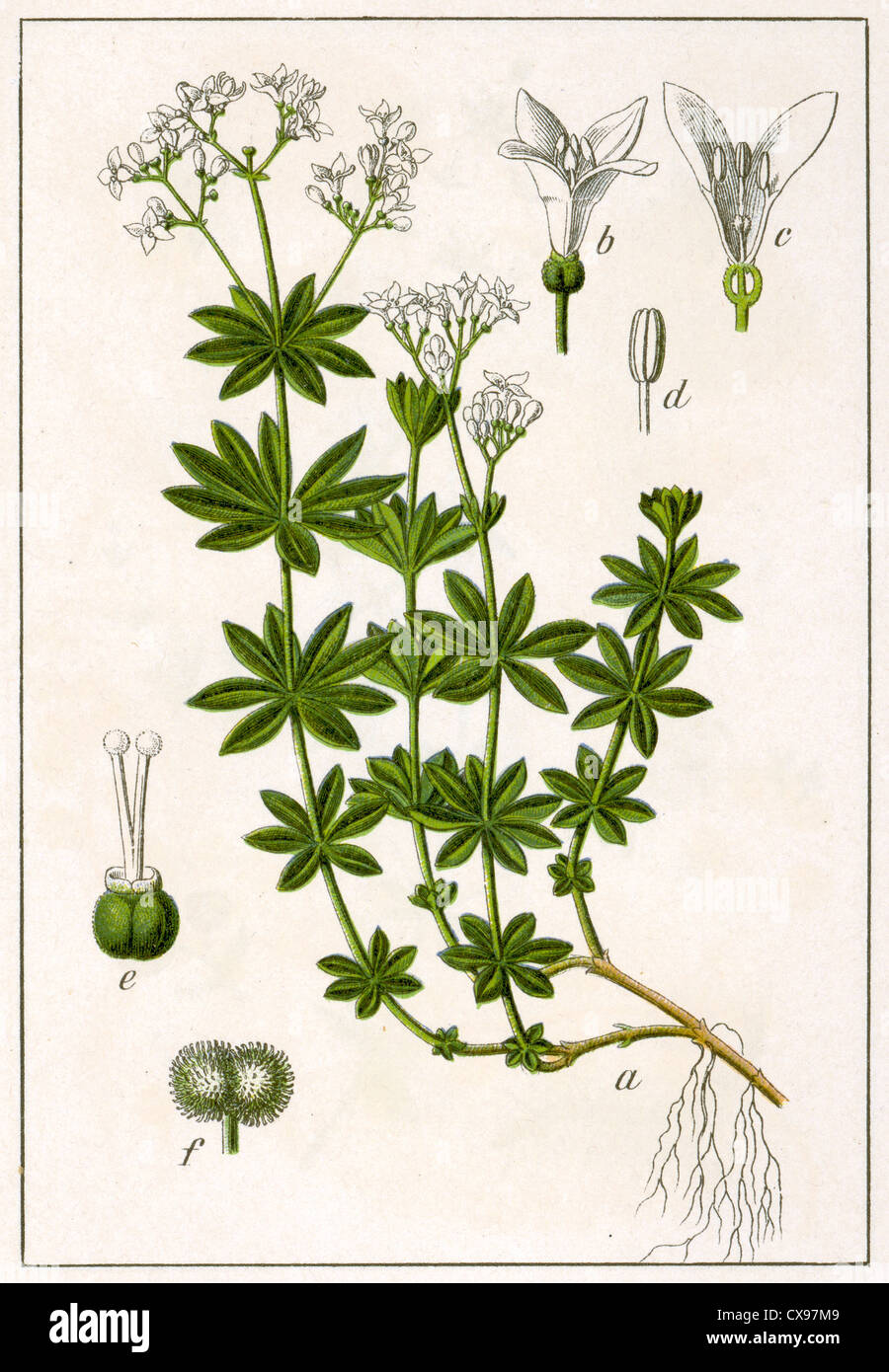 Genus galium hi-res stock photography and images - Alamy