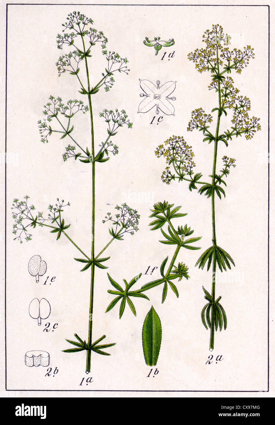 Galium cf. erectum - Galium verum Stock Photo - Alamy