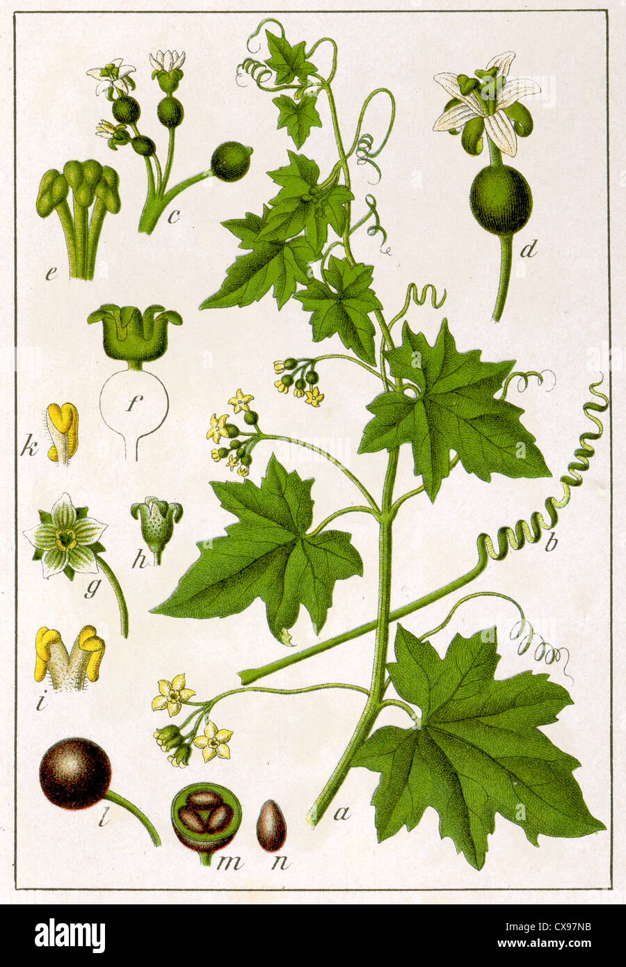 Bryonia monoeca old names hi-res stock photography and images - Alamy