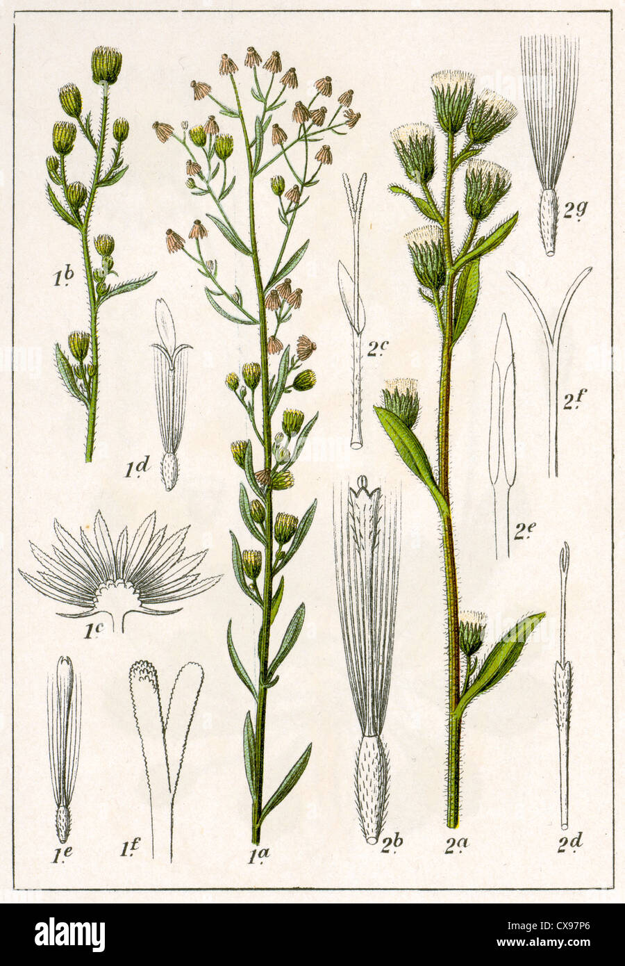 Canadian horseweed fleabane erigeron hi-res stock photography and ...