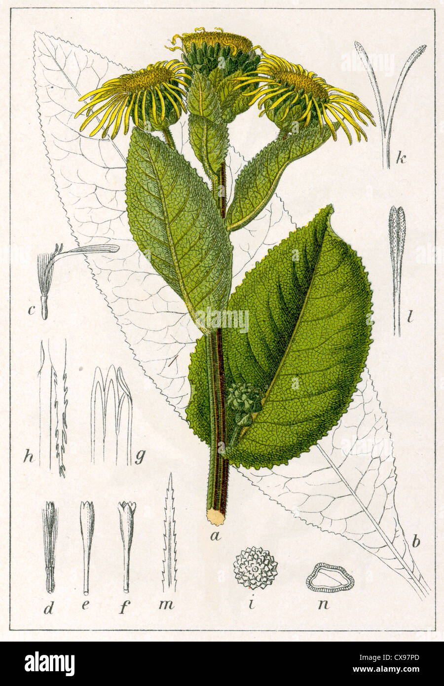 1 inula helenium hi-res stock photography and images - Alamy