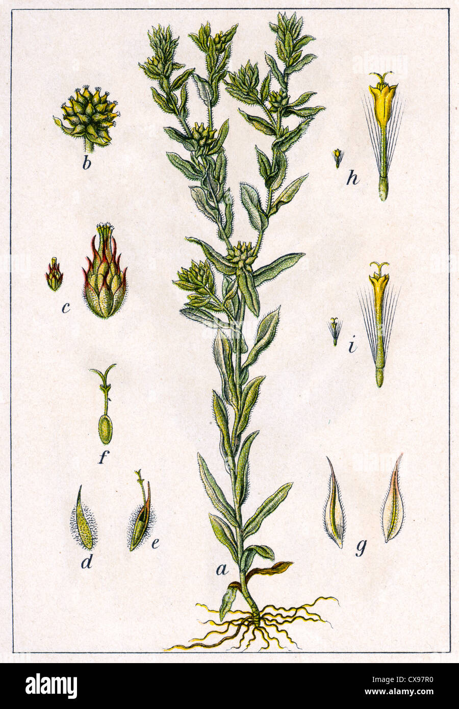 Filago is a genus of plants in the sunflower family hi-res stock ...