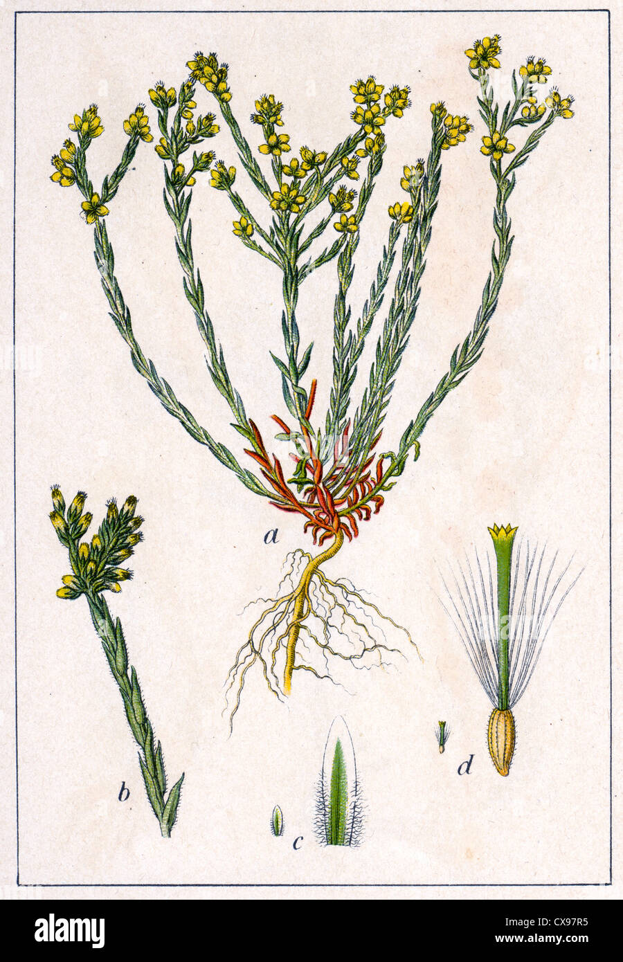 Filago minima hi-res stock photography and images - Alamy