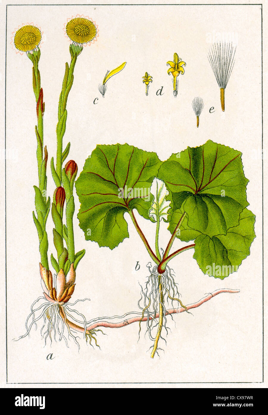 Tussilago generalis hi-res stock photography and images - Alamy