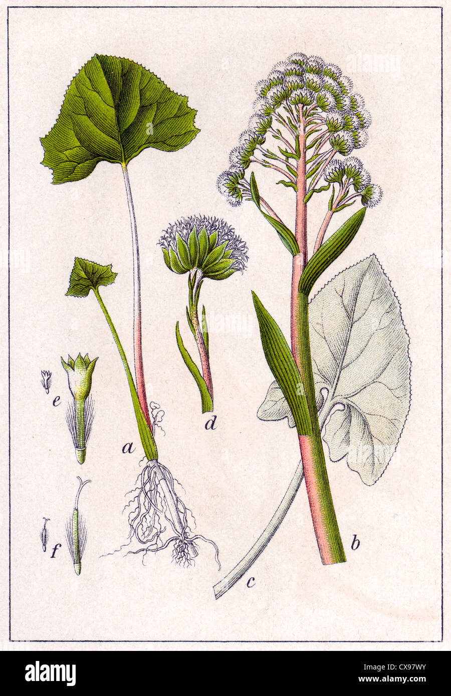 Petasites tomentosus old names hi-res stock photography and images - Alamy