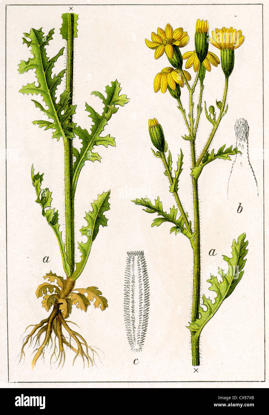 Senecio leucanthemifolius hi-res stock photography and images - Alamy
