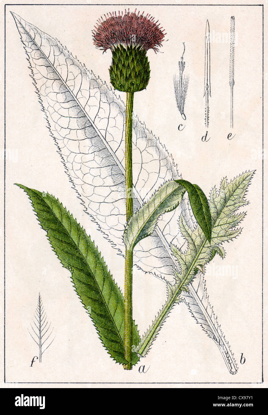 1 carduus heterophyllus hi-res stock photography and images - Alamy