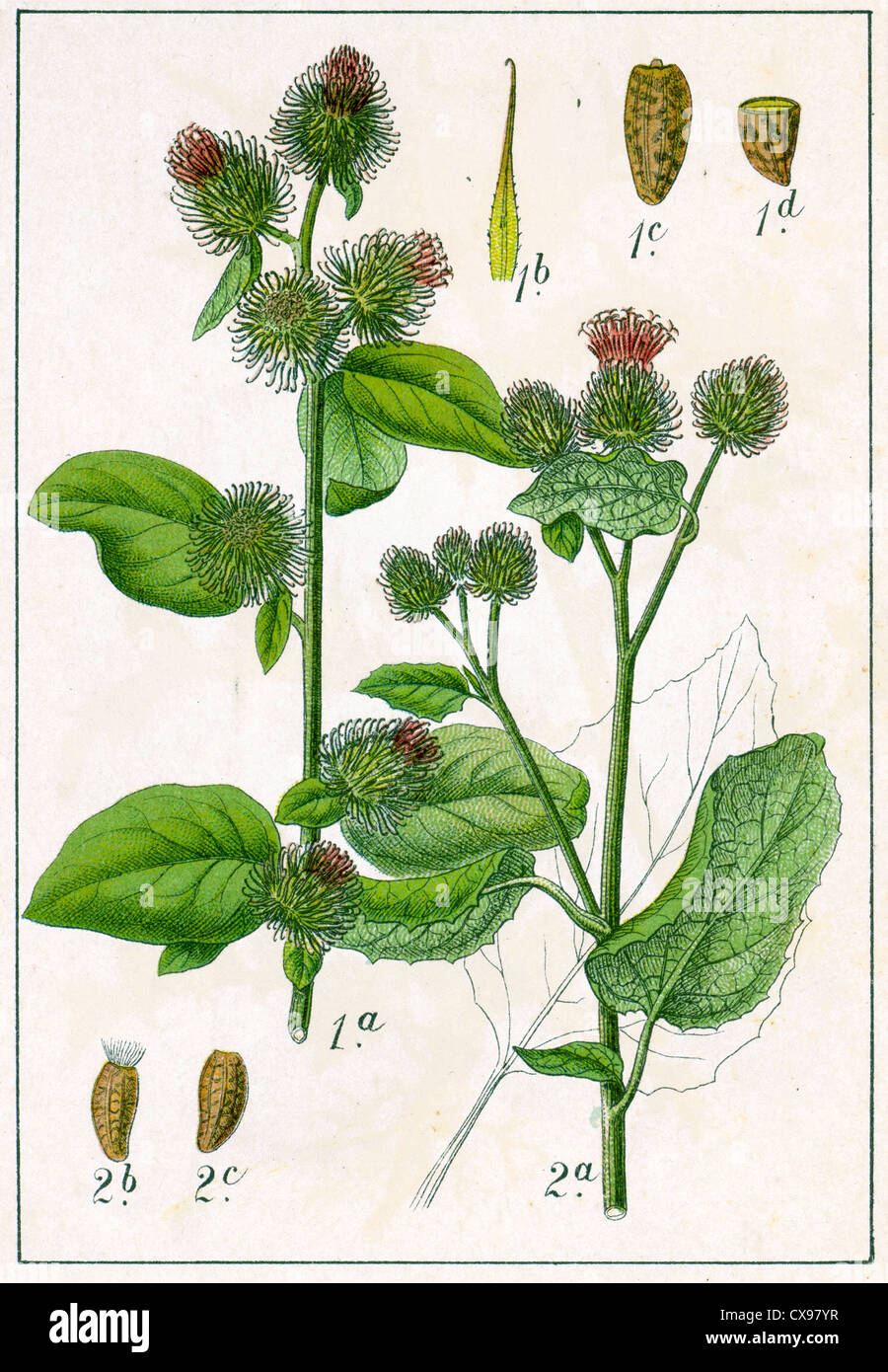 Burweed hi-res stock photography and images - Alamy