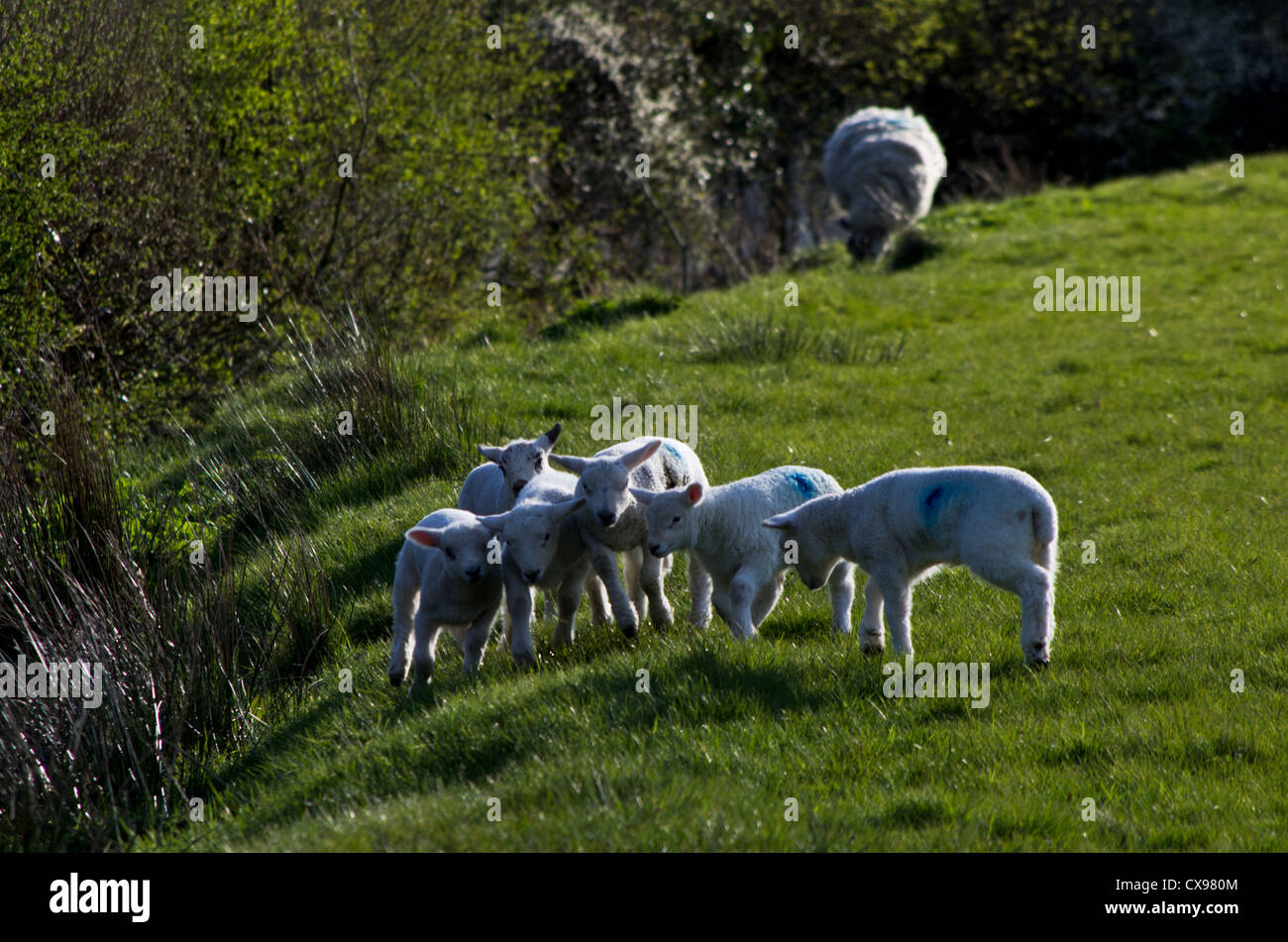 Horizontal composition. A bunch of lambs playing in a green field ...