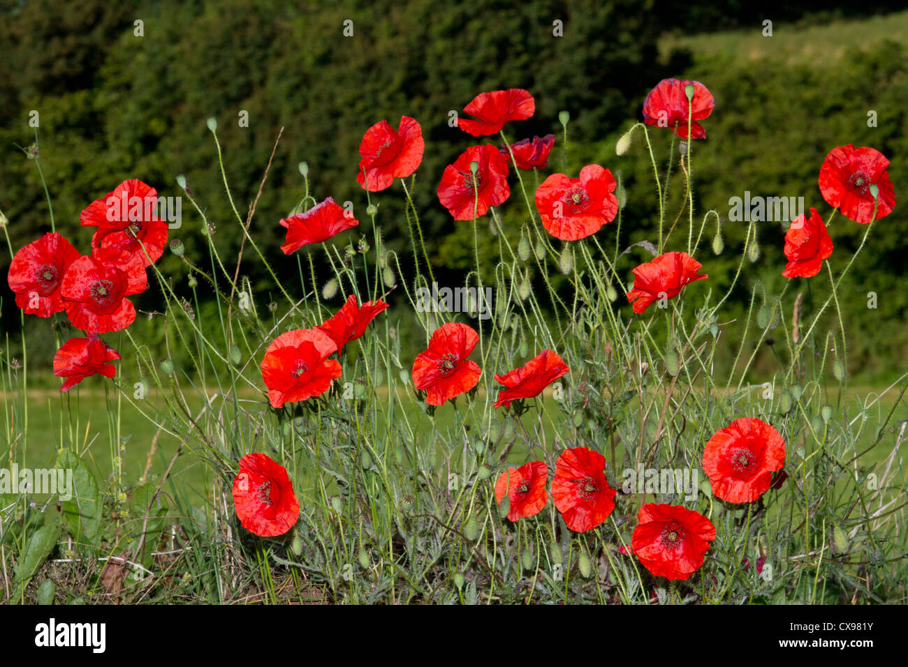 Wild poppies in countryside hi-res stock photography and images - Alamy