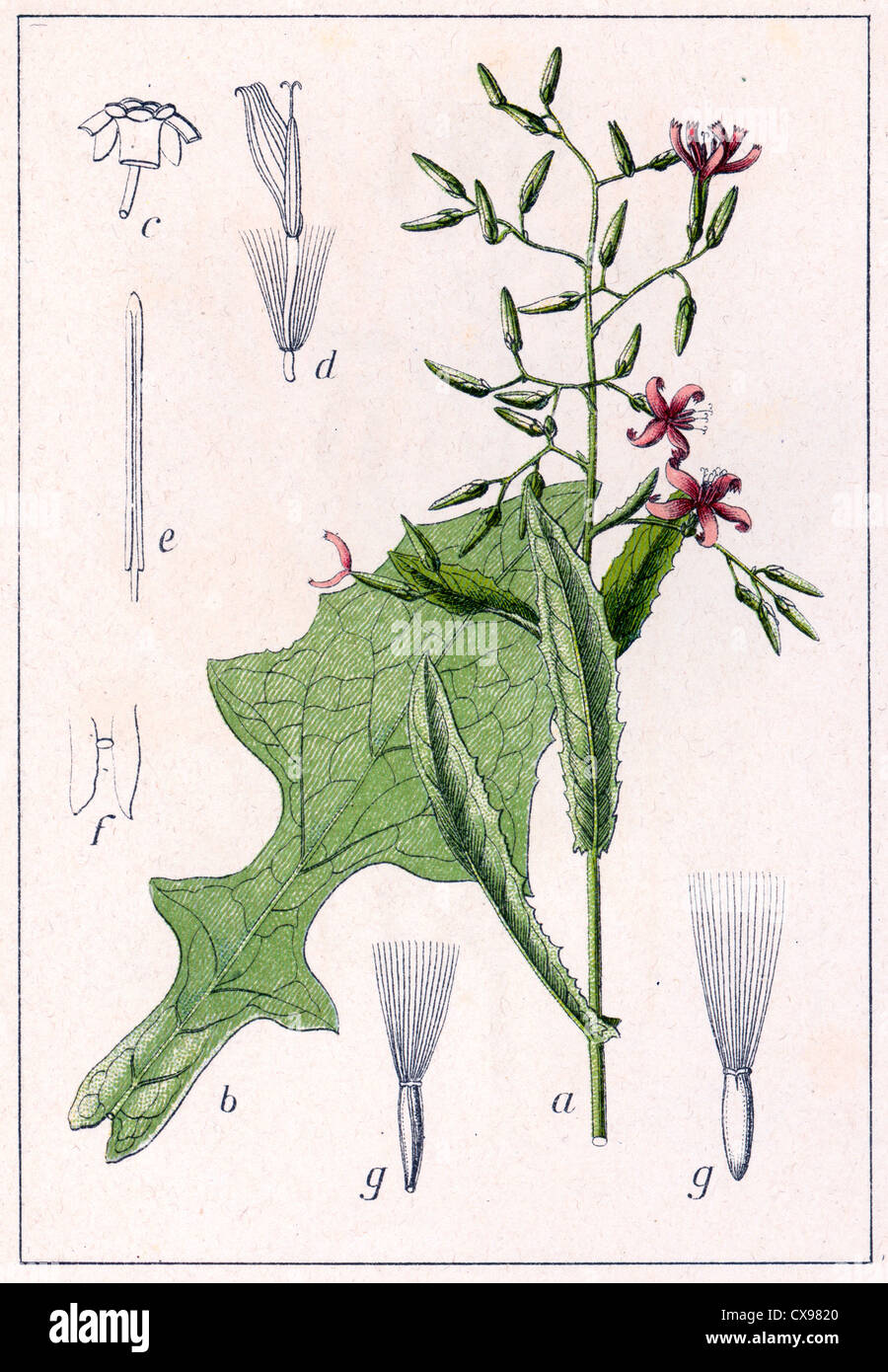 Often referred to as rattlesnake root hi-res stock photography and ...