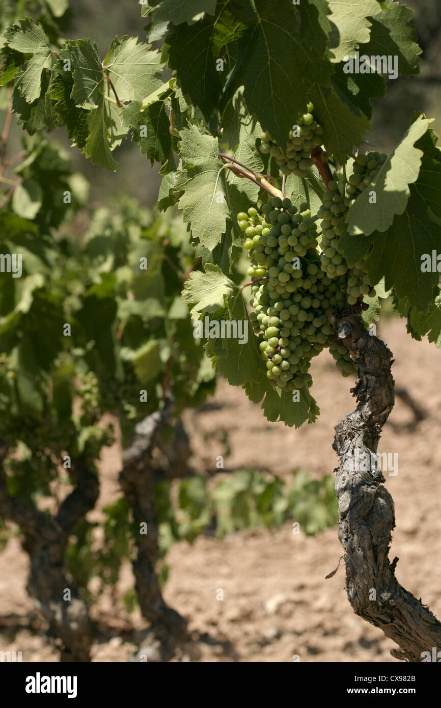 Carignan hi-res stock photography and images - Alamy