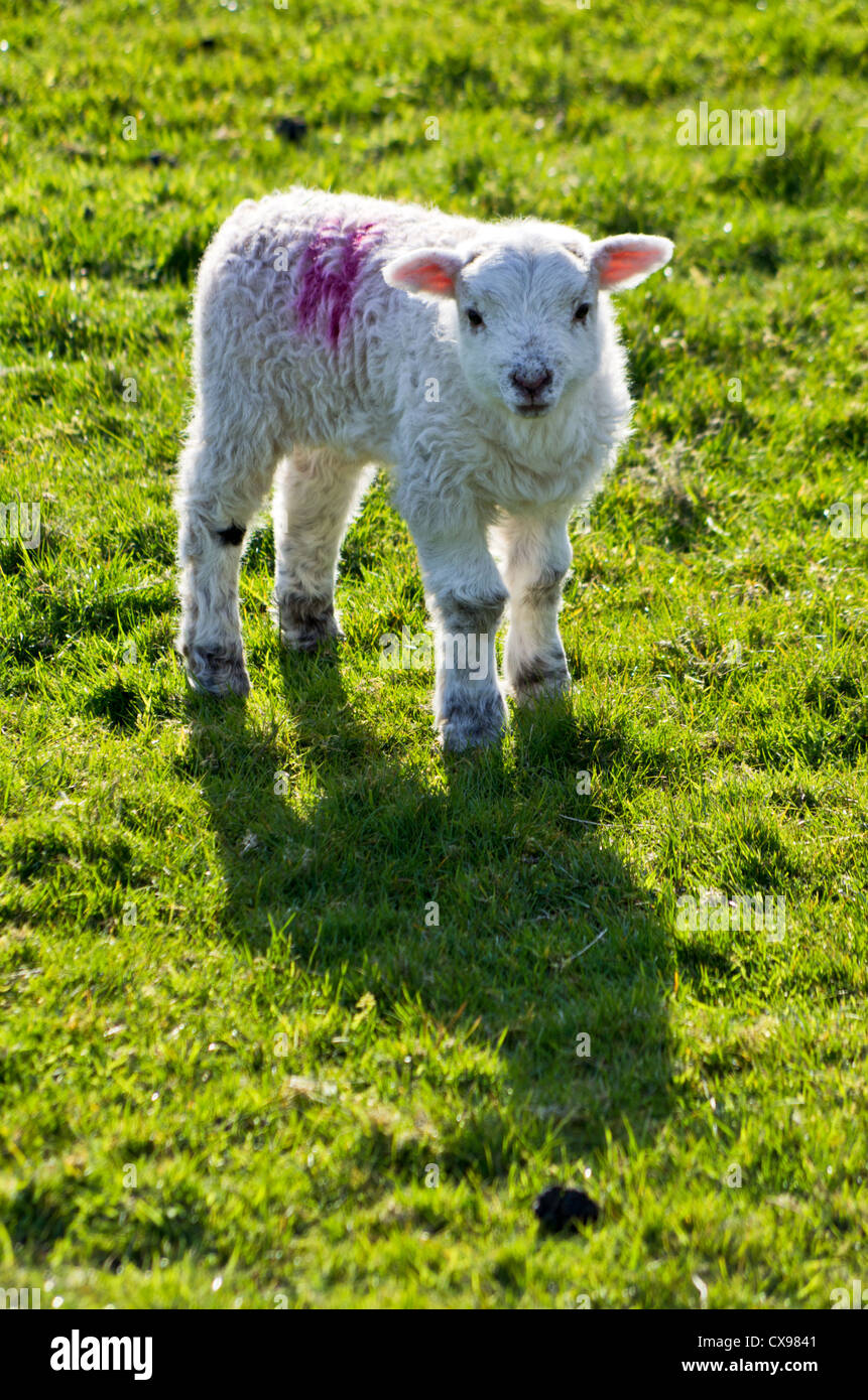 Vertical composition. Baby sheep lamb back-lit close-up portrait in a ...