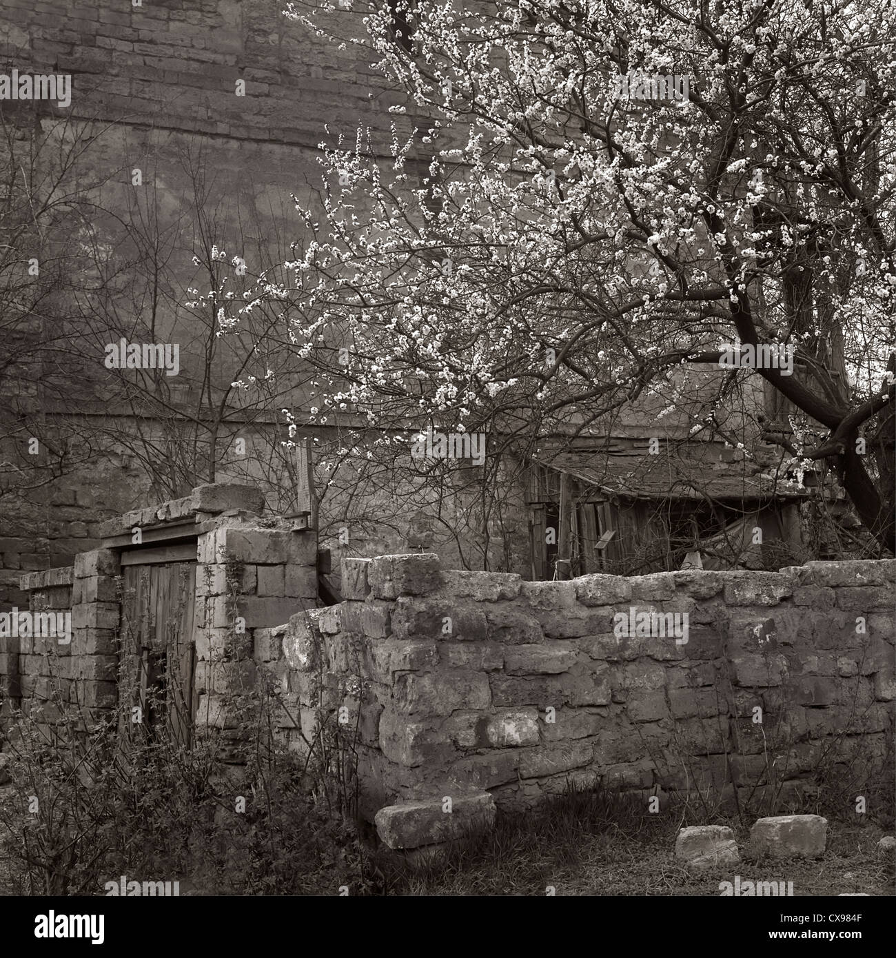 Flowering tree and the old crumbling stone wall Stock Photo - Alamy