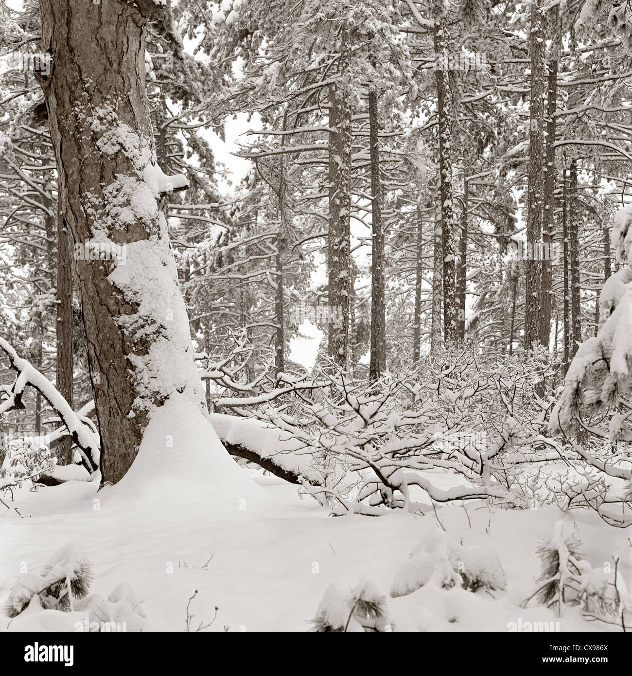 Snowfall and snowdrifts hi-res stock photography and images - Alamy