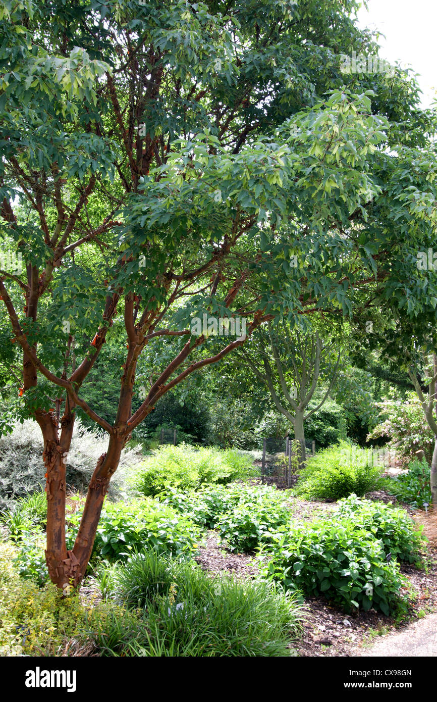 Acer Griseum, Chinese Paperbark Maple Stock Photo - Alamy