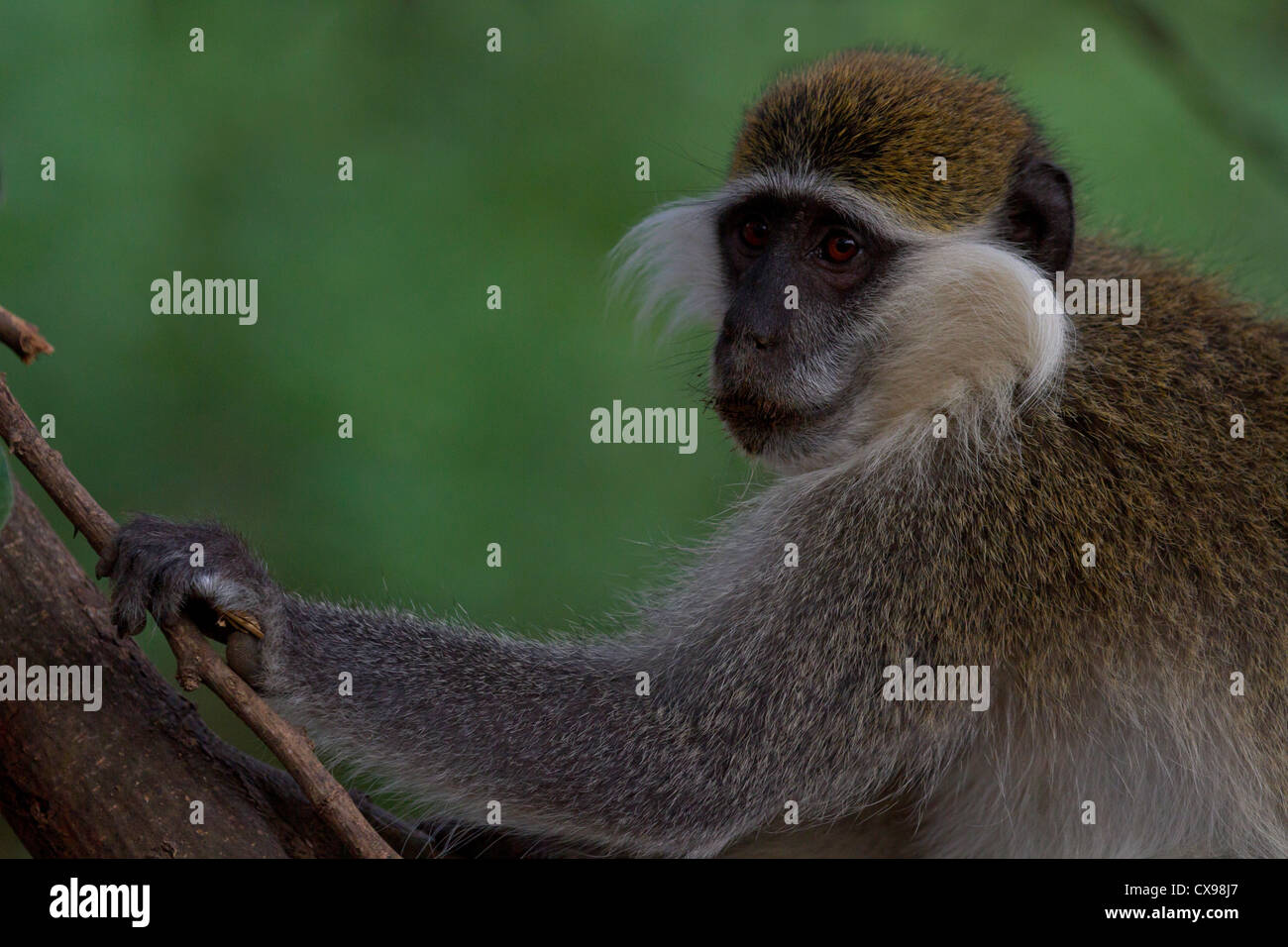 Portrait of a Grivet monkey (Chlorocebus aethiops) Awash National Park ...