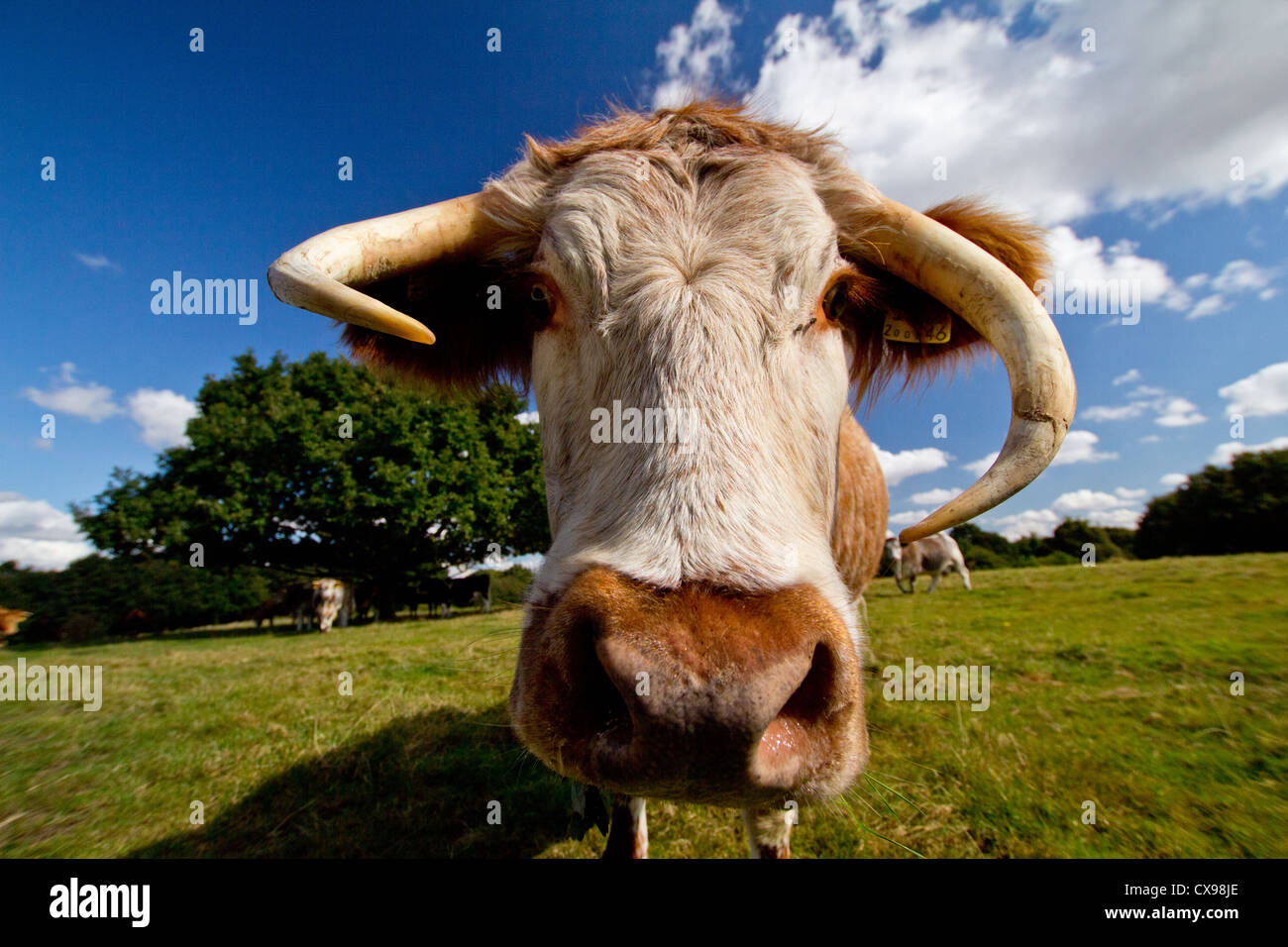 Cow with horns hi-res stock photography and images - Alamy