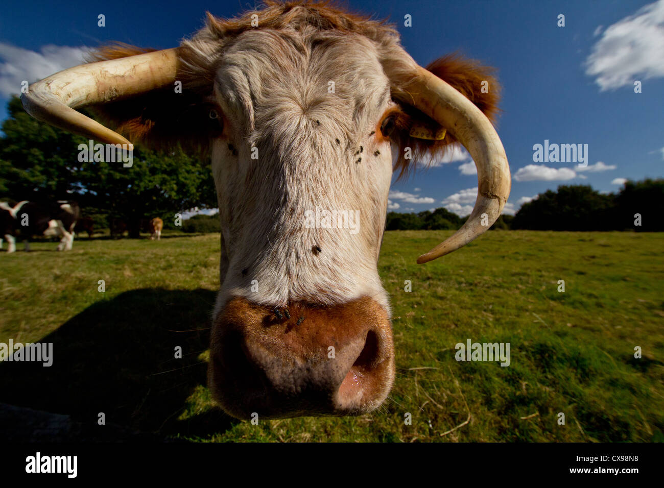 English longhorn cow hi-res stock photography and images - Alamy