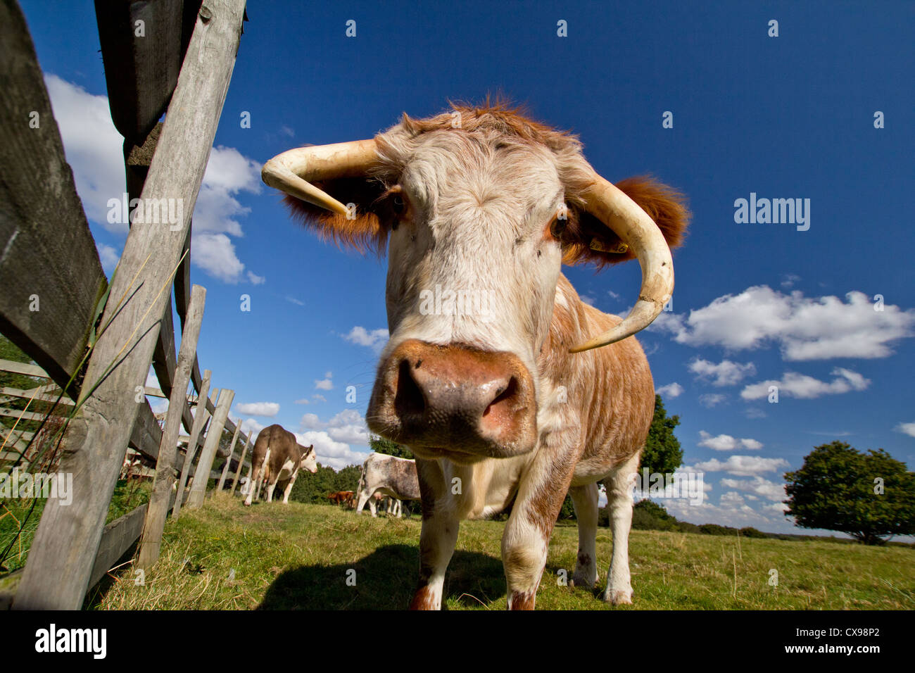 A curious English Longhorn Cow stares straight at the lens Stock Photo ...