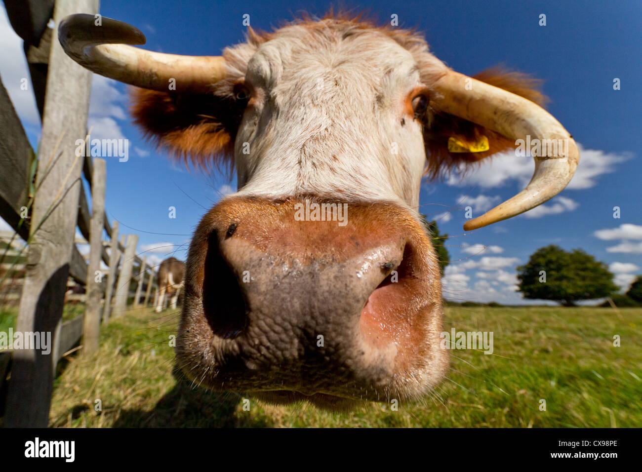 A curious English Longhorn Cow leans in for a closer look Stock Photo ...