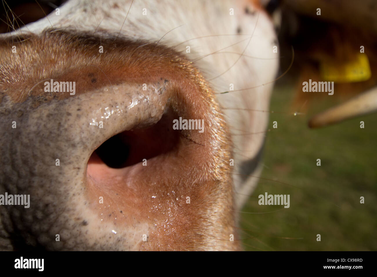 A close-up of an English Longhorn Cow's nose Stock Photo - Alamy