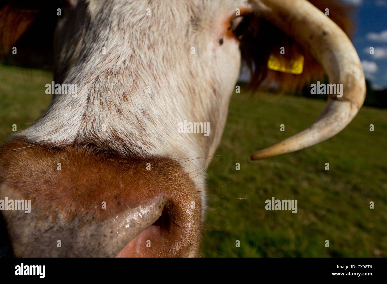 A close-up of an English Longhorn Cow's face Stock Photo - Alamy