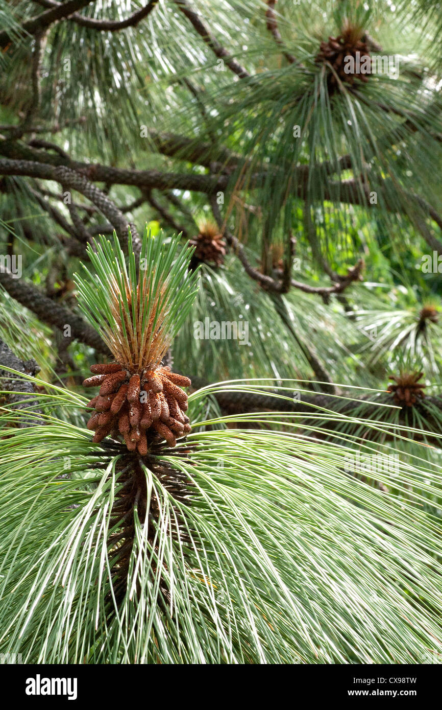 Apache pine hi-res stock photography and images - Alamy