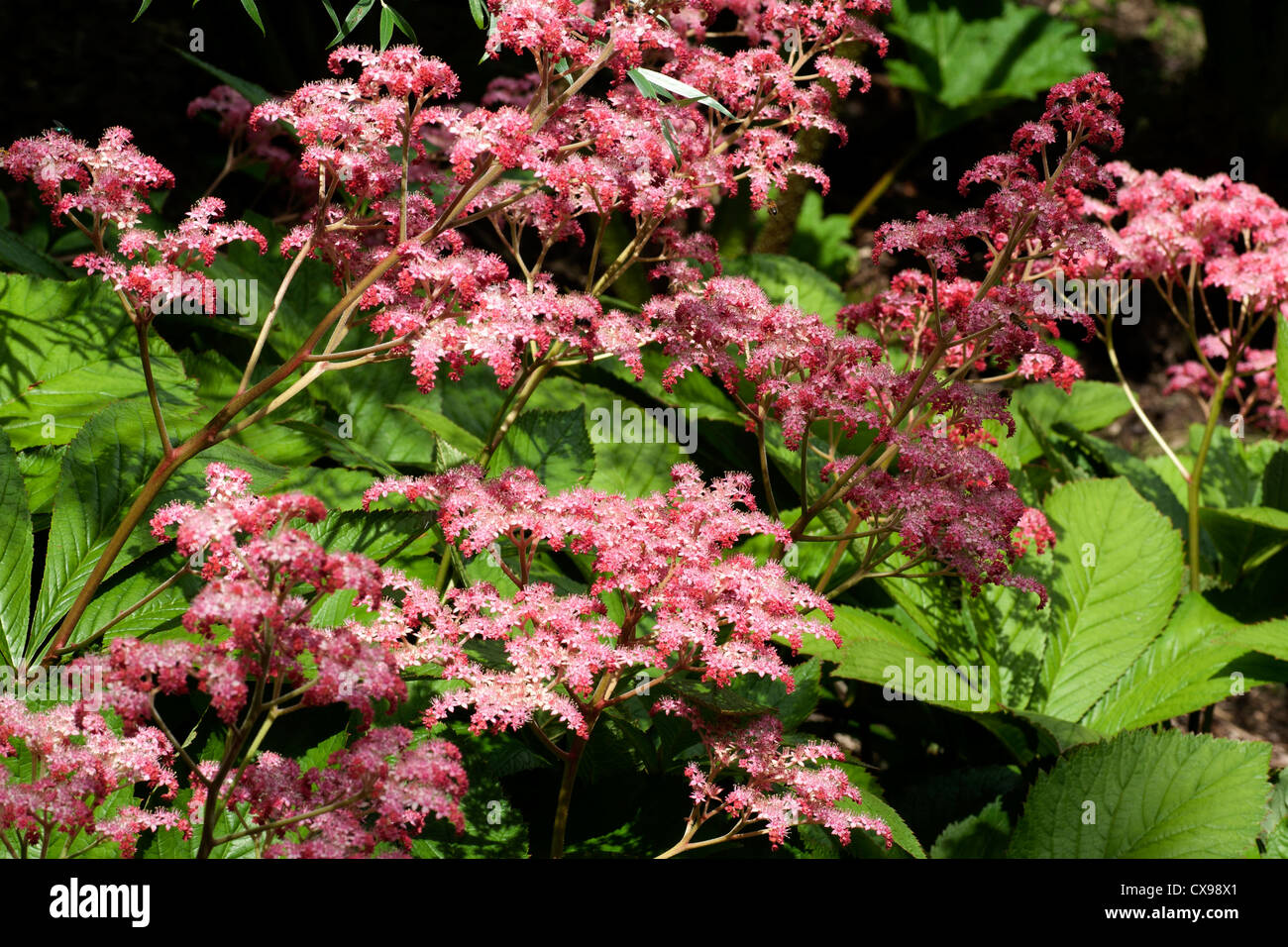 Pinnata hi-res stock photography and images - Alamy