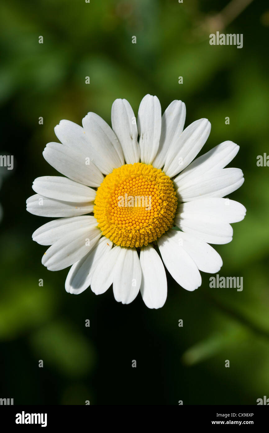 Large white daisy Stock Photo - Alamy