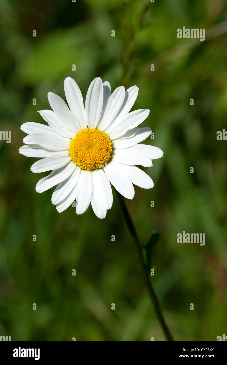 Large white daisy Stock Photo - Alamy
