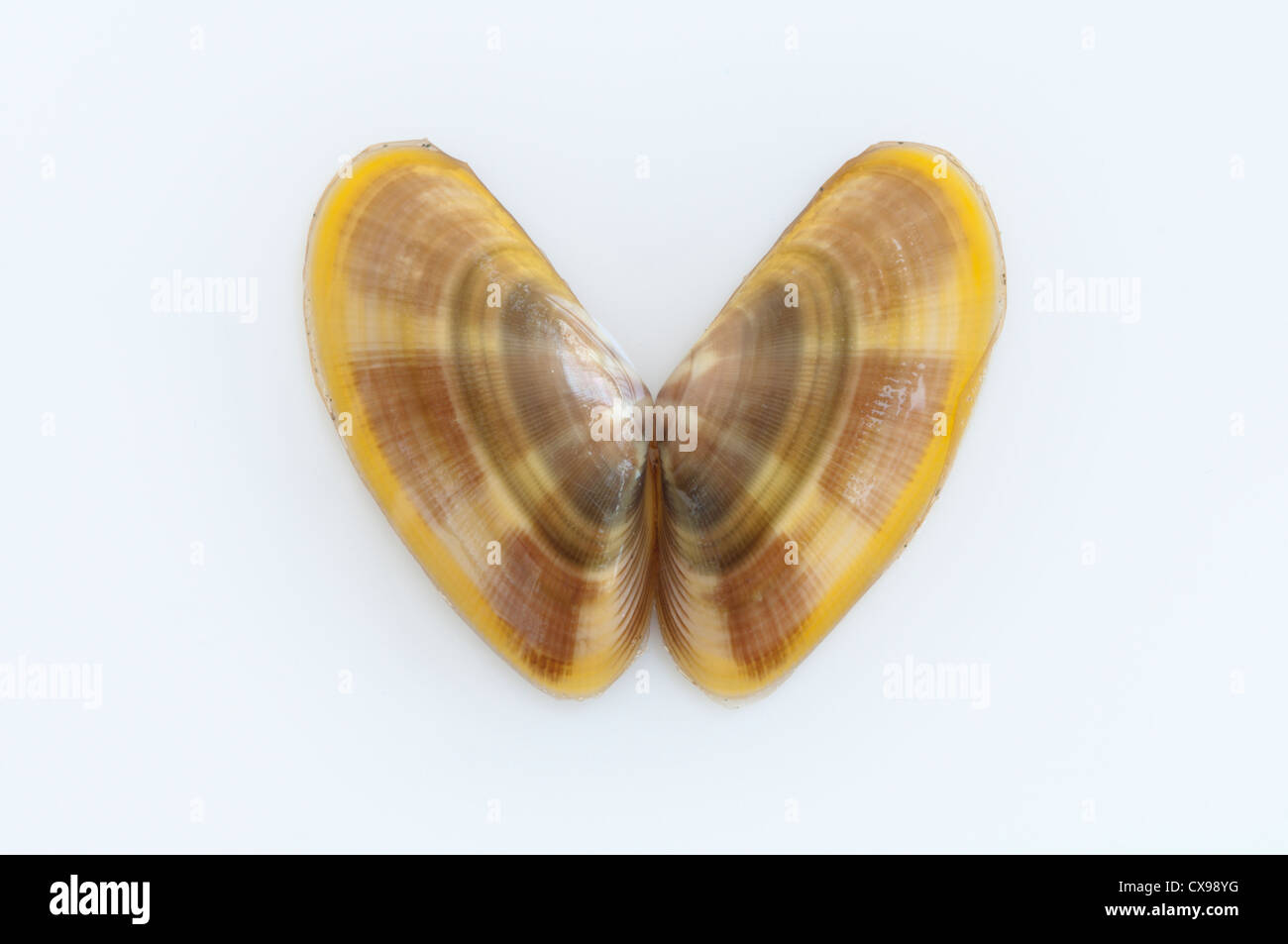 Seashell open hi-res stock photography and images - Alamy
