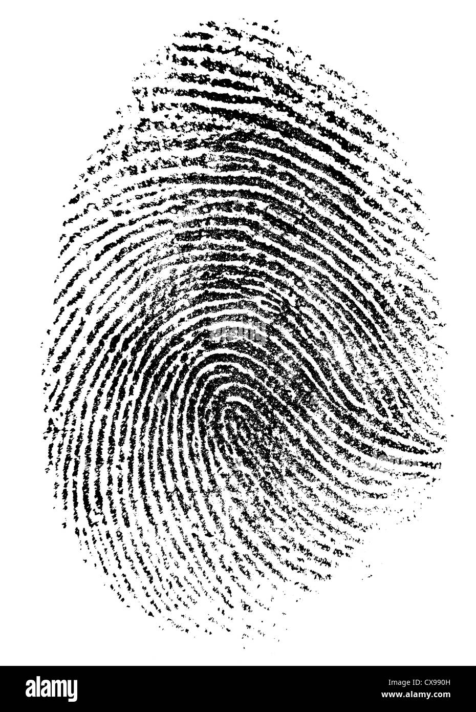 fingerprint pattern isolated on white Stock Photo - Alamy