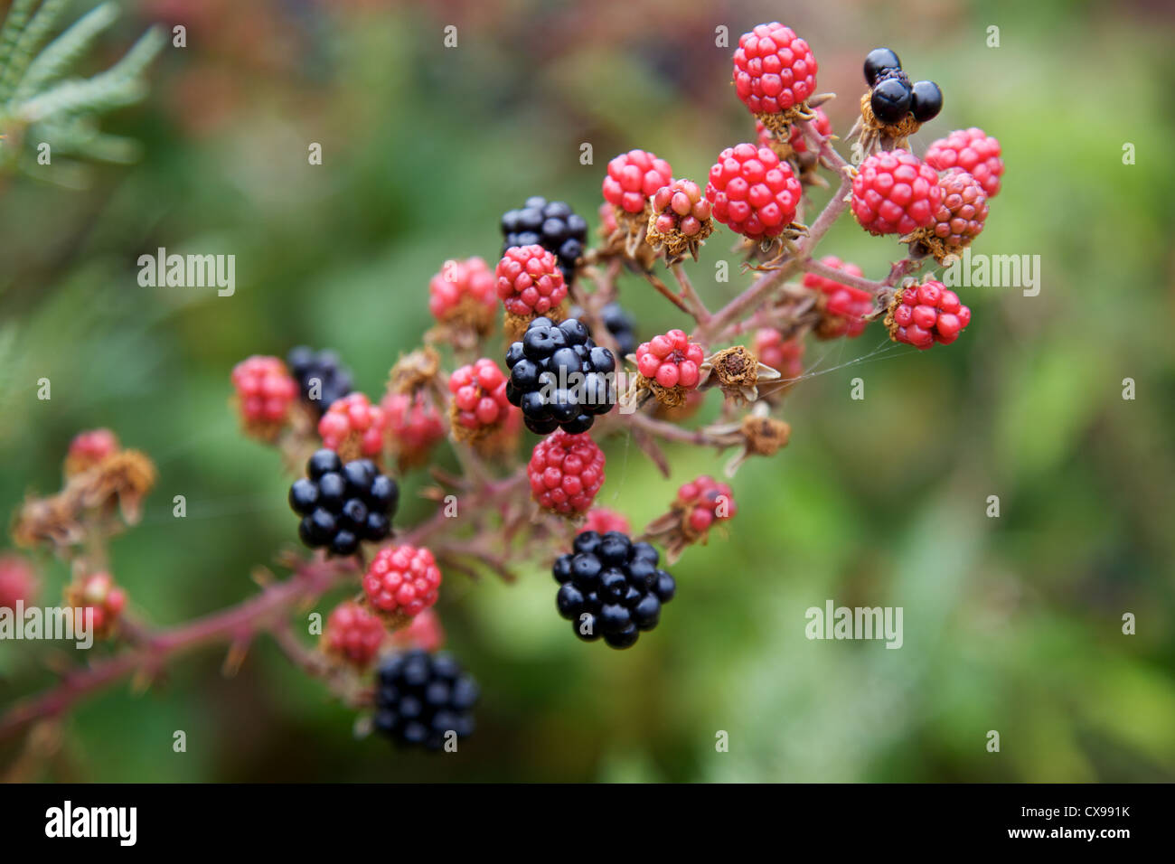 English blackberries ripening hi-res stock photography and images - Alamy
