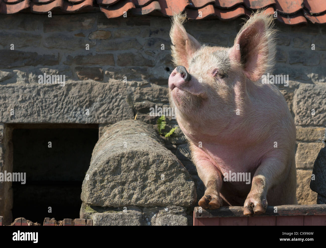 Pig on gate hi-res stock photography and images - Alamy
