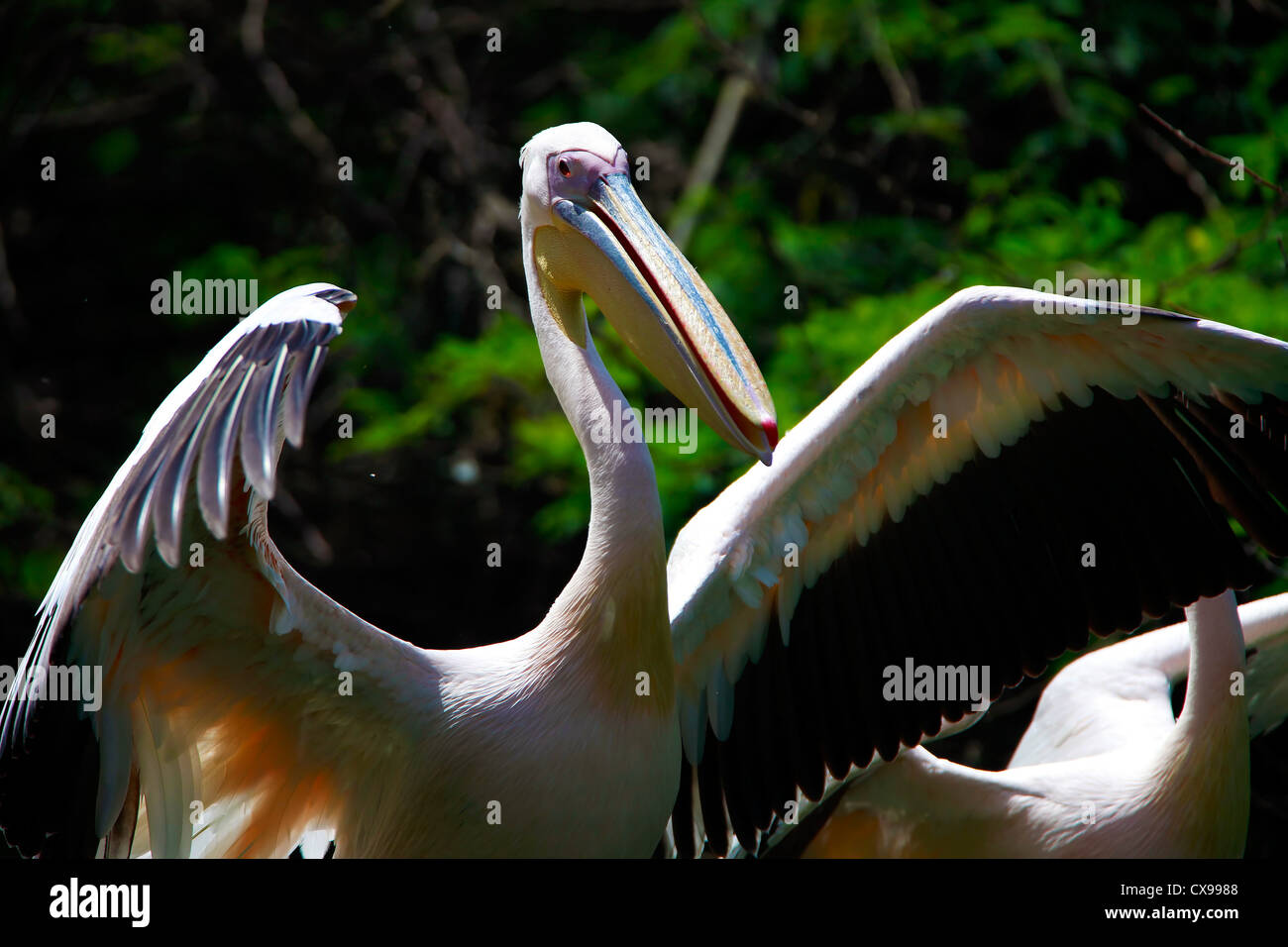 Bird ready for fly Stock Photo - Alamy