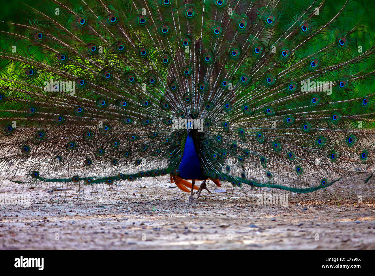Peacock dancing hi-res stock photography and images - Alamy
