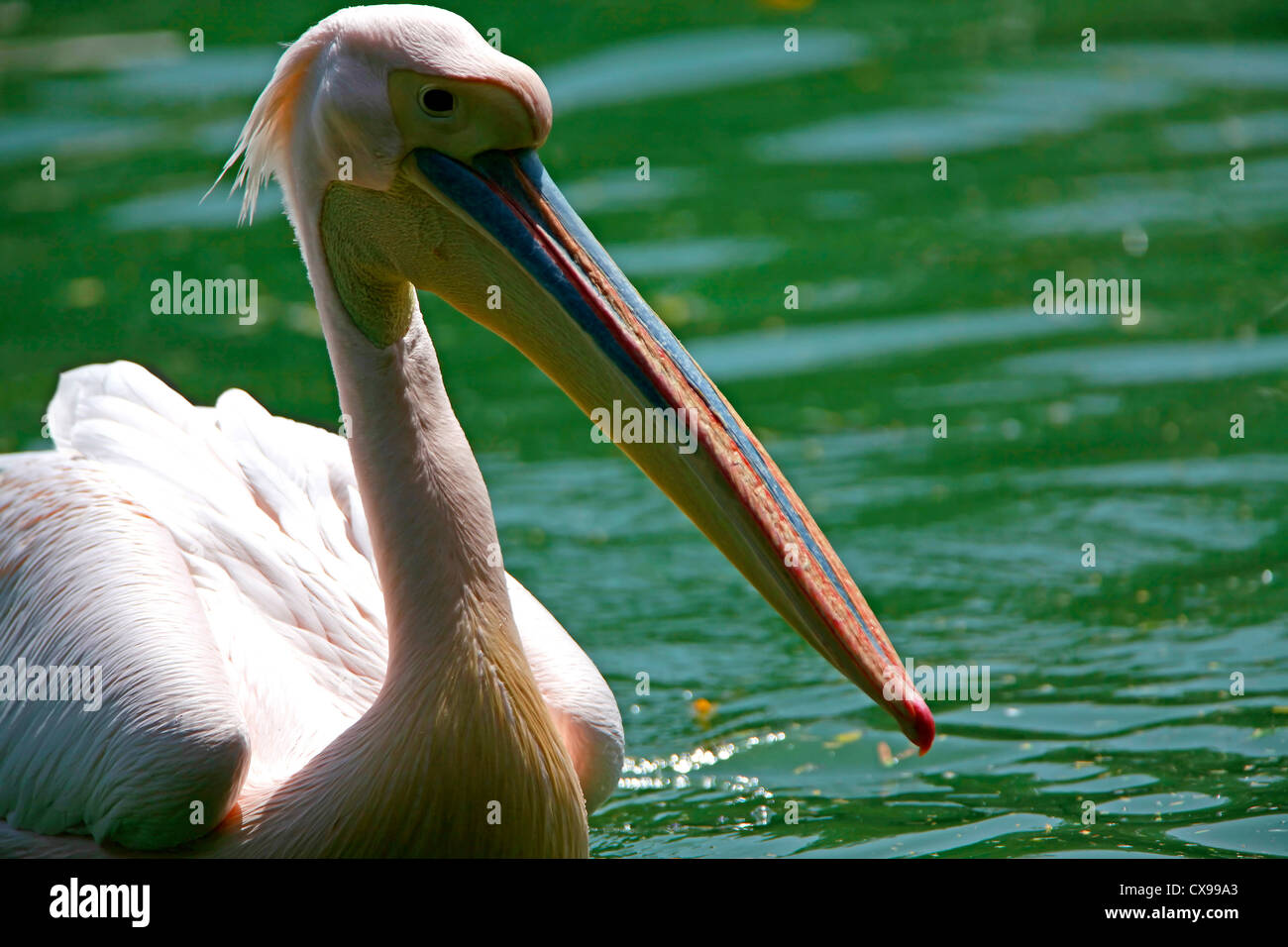 Playful pelican in water hi-res stock photography and images - Alamy
