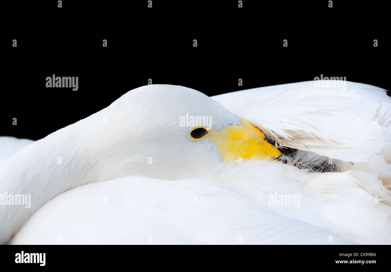 Whooper swan cygnet hi-res stock photography and images - Alamy