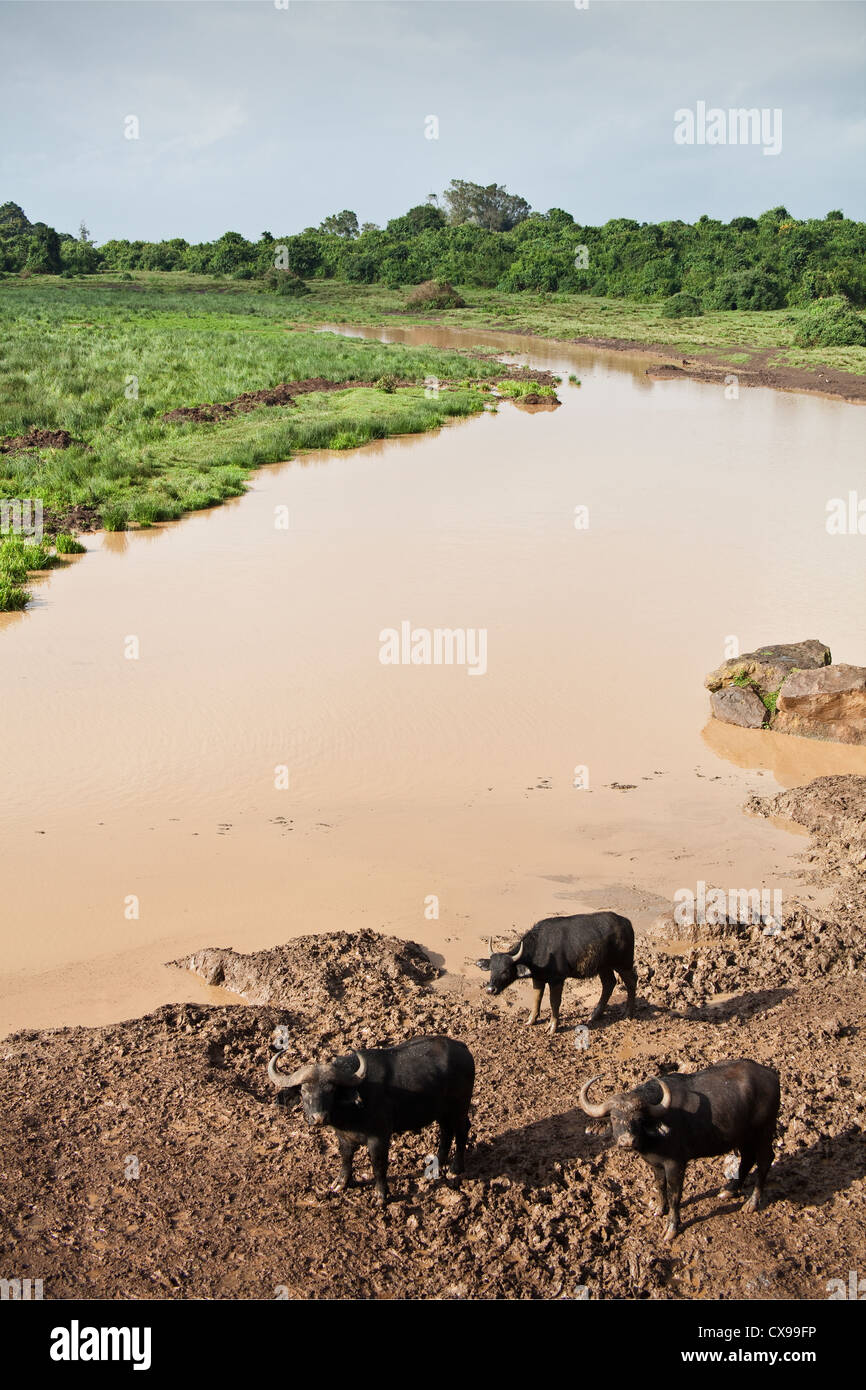African buffalo habitat hi-res stock photography and images - Alamy