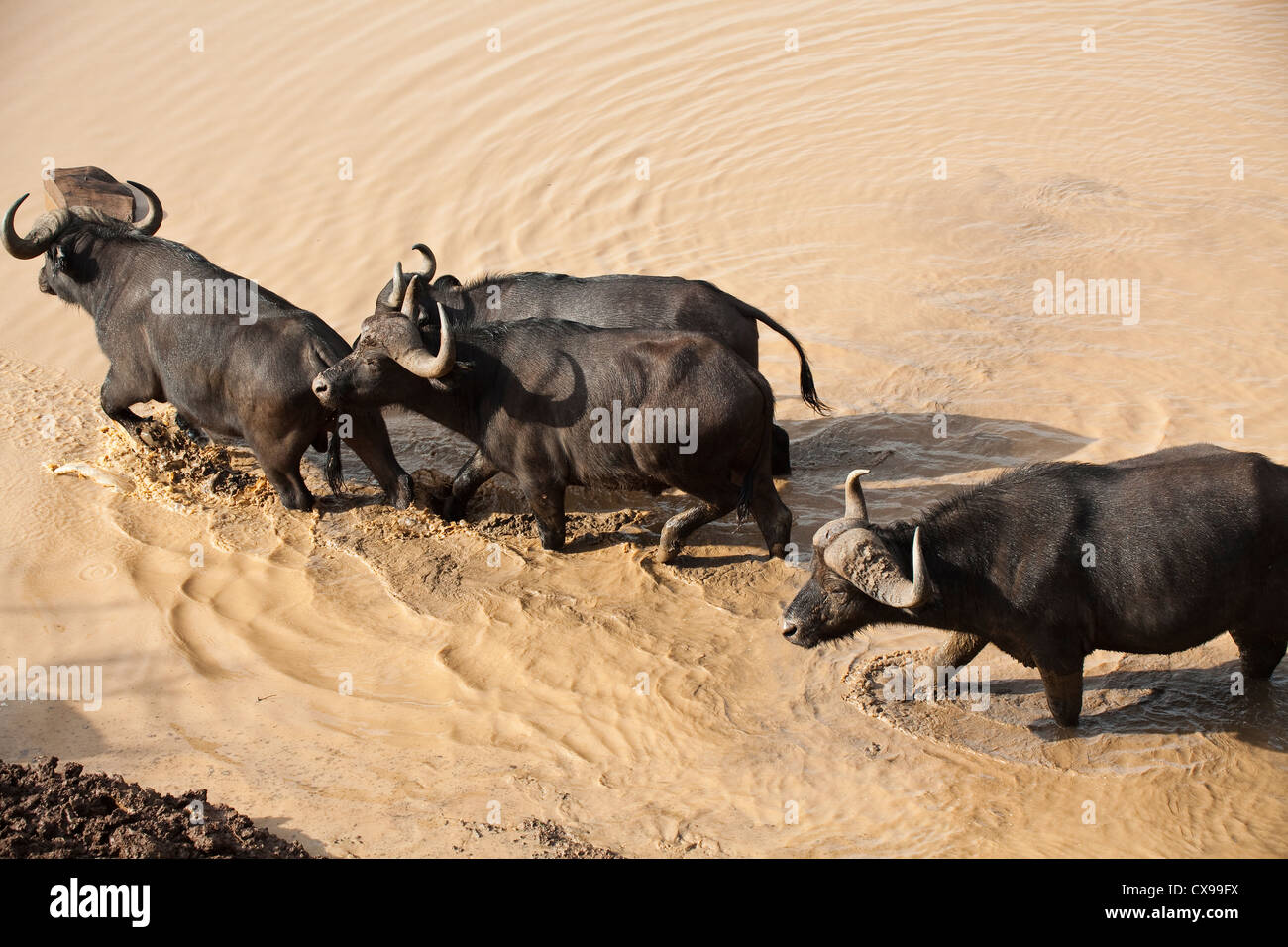 African buffalo habitat hi-res stock photography and images - Alamy