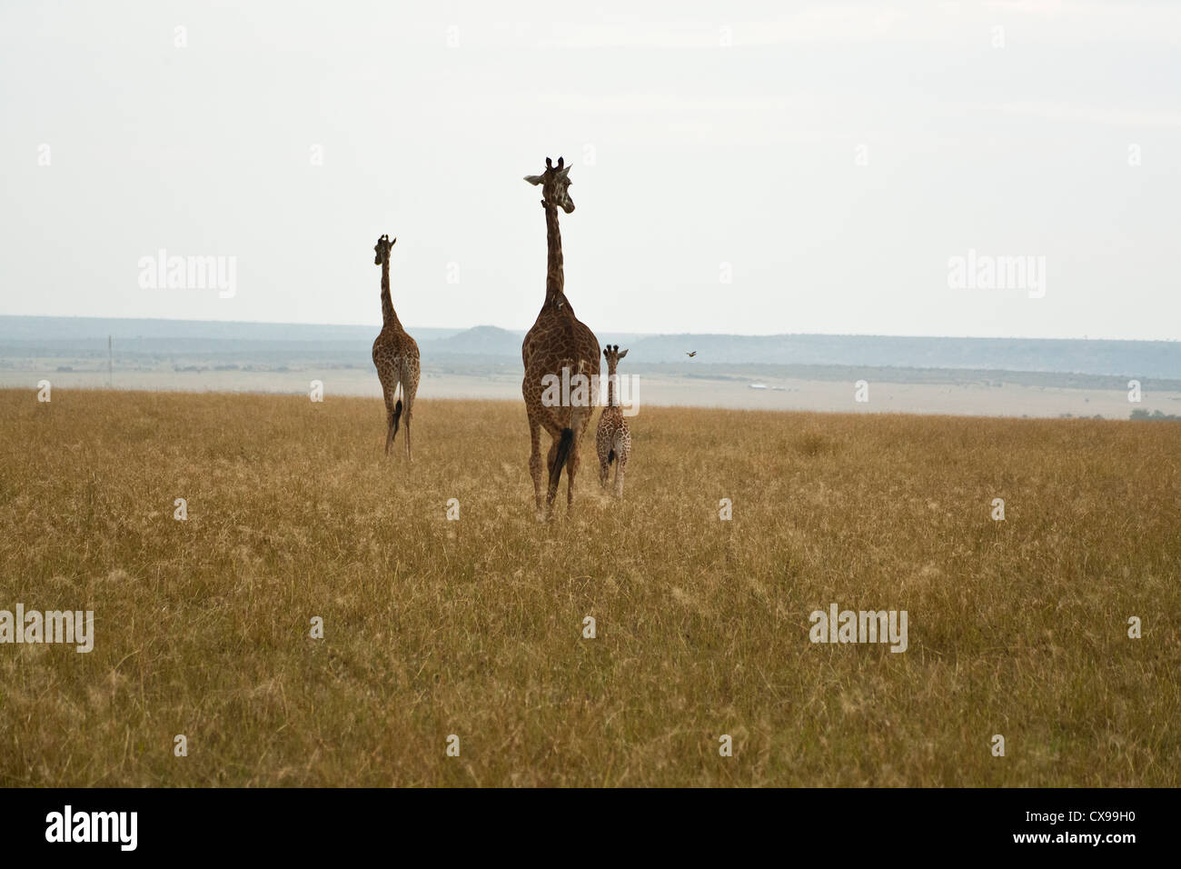 Giraffe Safari High Resolution Stock Photography and Images - Alamy