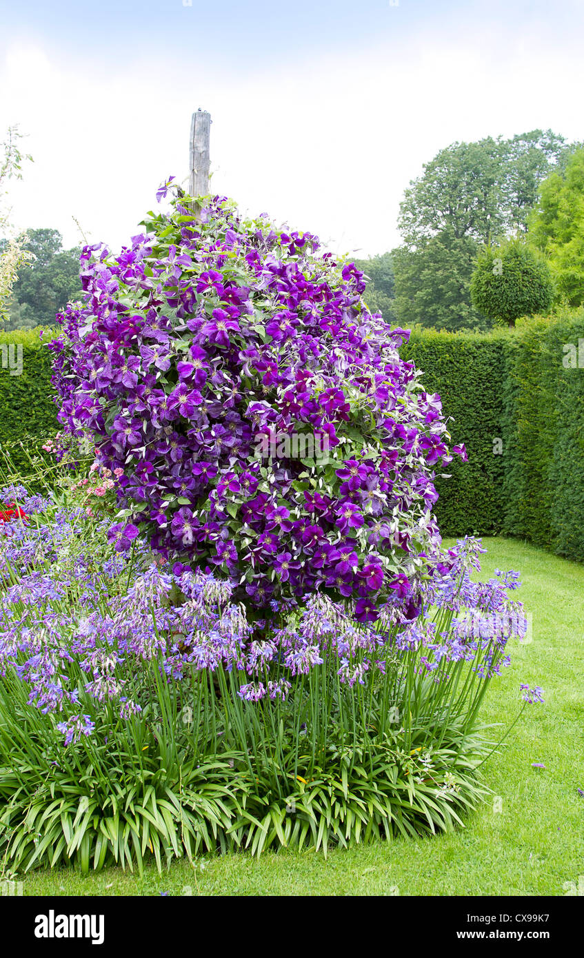 Purple clematis growing up wooden pole Stock Photo - Alamy