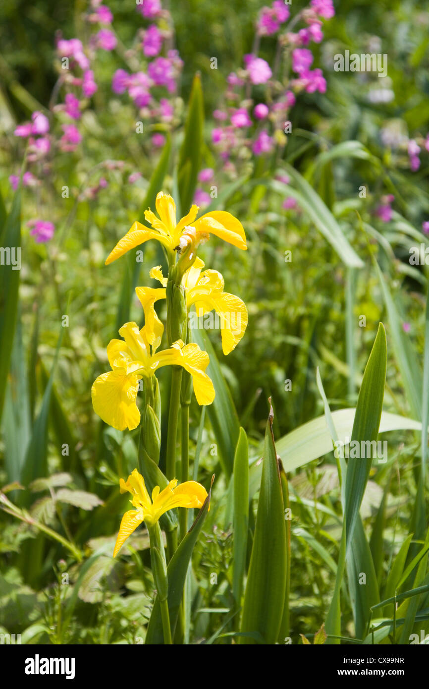 Red iris flag hi-res stock photography and images - Alamy