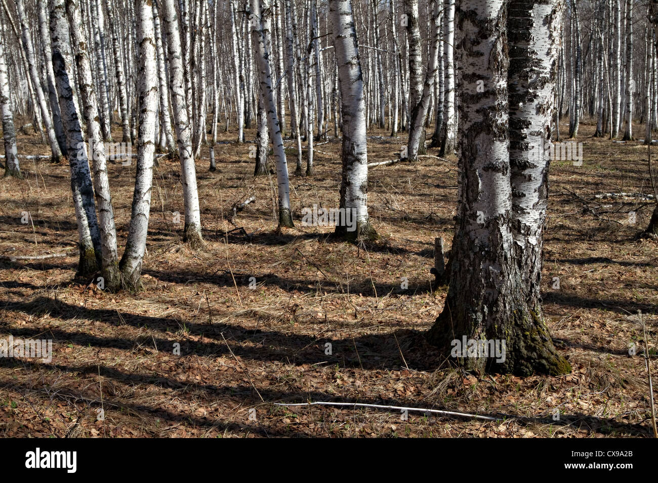 Birch trees russia hi-res stock photography and images - Alamy