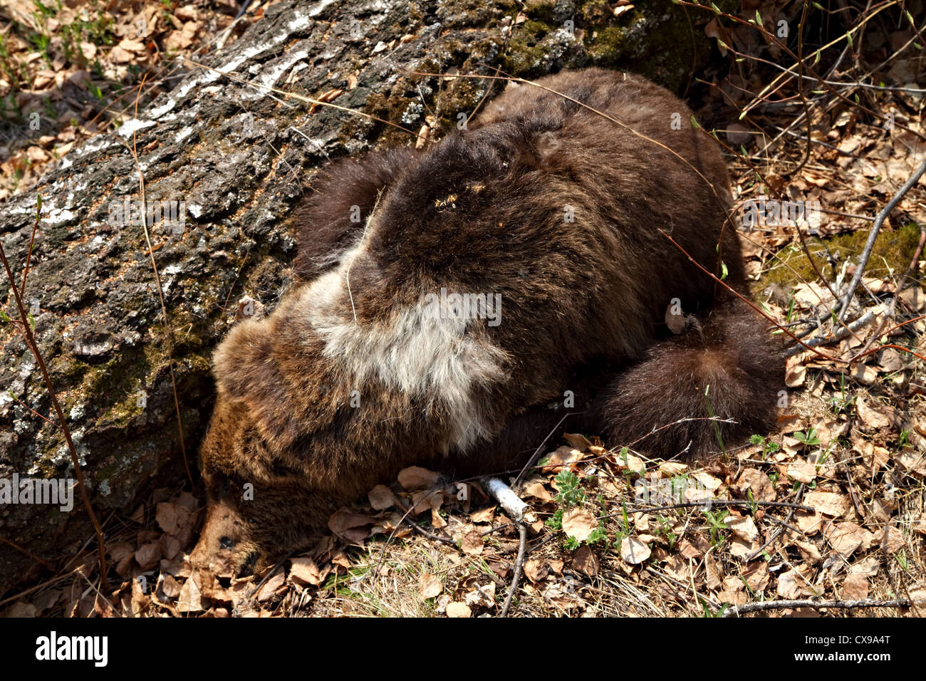 Dead bear cub which died of starvation in spring without female bear ... Dead bear cub which died of starvation in spring without female bear ...