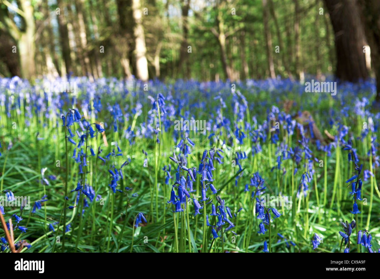 A grove of bluebells Stock Photo - Alamy